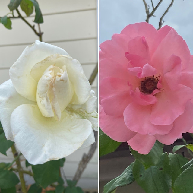 Climbing roses at 2 MTR high at $50 each.Pick up Carlton NSW - Plants ...