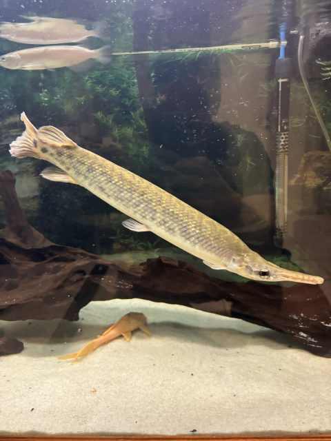 Spotted gar/jardini Saratoga | Fish | Gumtree Australia Maroondah Area ...