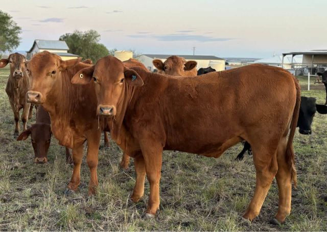 8 cow and calf units, young bull, 10 heifers | Livestock | Gumtree ...