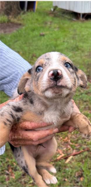 Merle Kelpie x Koolie male | Dogs & Puppies | Gumtree Australia Greater ...
