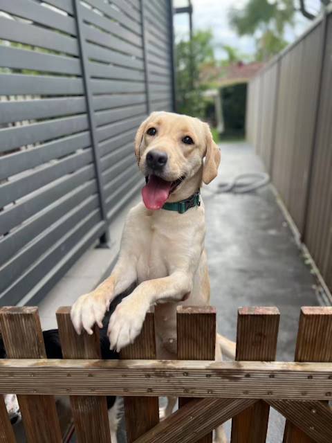 Stunning Purebred Yellow Labrador Retriever - Loving Family Companion ...