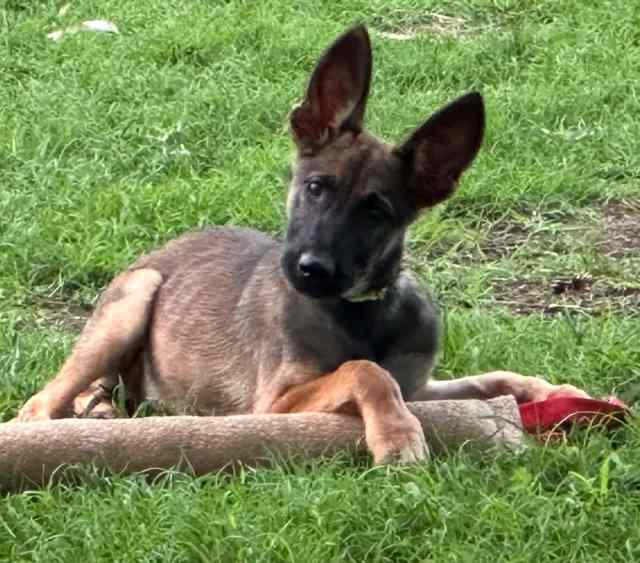 Beautiful Knvp malinios male pup | Dogs & Puppies | Gumtree Australia ...