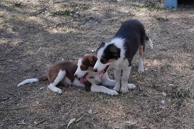 Purebred Border Collie pups | Dogs & Puppies | Gumtree Australia ...