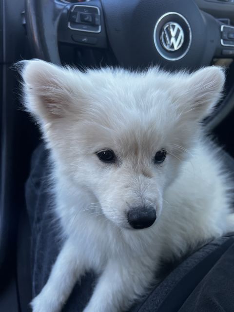 Japanese Spitz Puppy | Dogs & Puppies | Gumtree Australia Casey Area ...