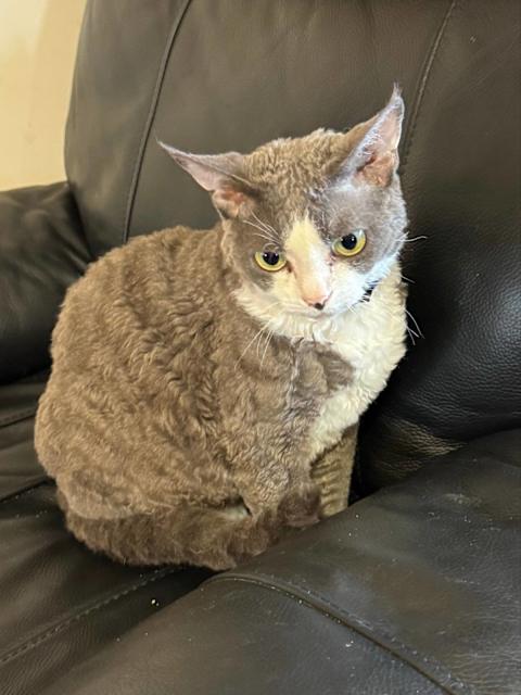 Devon Rex female cat | Cats & Kittens | Gumtree Australia George Town ...