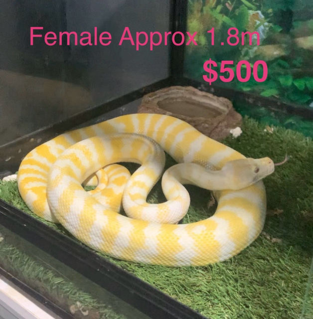 3 x Albino Darwin Pythons &. 1 x 100% Het Albino Darwin Python ...