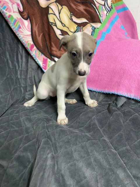 Ready now gorgeous purebred Whippet puppies | Dogs & Puppies | Gumtree ...