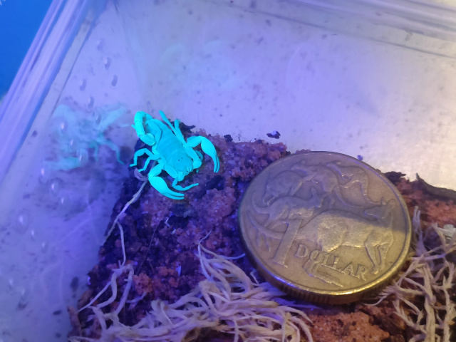 Scorpions - young Flinders ranges | Other Pets | Gumtree Australia Knox ...