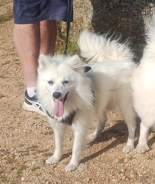 Pure bred intact female Japanese spitz | Dogs & Puppies | Gumtree ...
