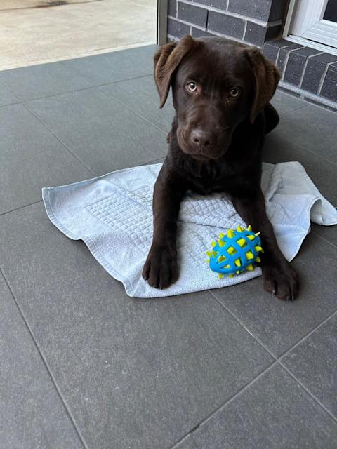 Labrador Retriever | Dogs & Puppies | Gumtree Australia Hume Area ...