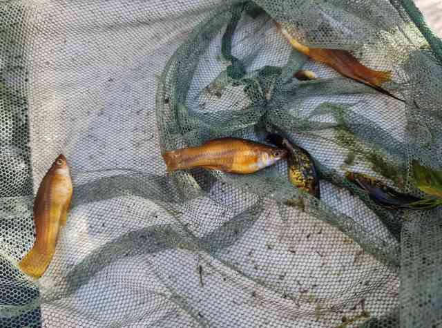 Goldfish, mixed cichlids and Australian native fish for sale | Fish ...