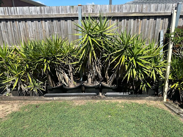 Yucca plants in pots - Plants in Eight Mile Plains QLD | Gumtree Australia