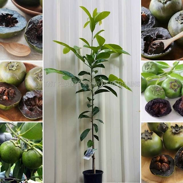 LARGE Black Sapote Chocolate Pudding Tree Diospyros nigra Fruit Trees ...
