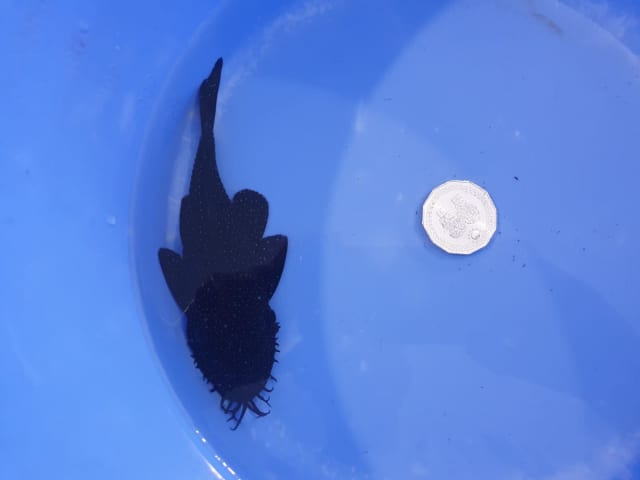 peppermint bristlenose catfish | Fish | Gumtree Australia Perth City ...