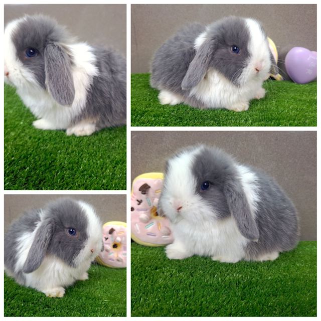 Cutest baby mini lop rabbits | Rabbits | Gumtree Australia Casey Area ...