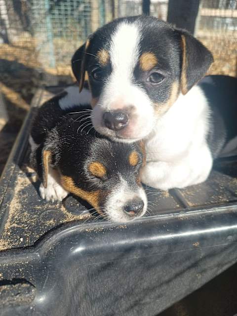 Mini Foxy X Jack Russell puppies | Dogs & Puppies | Gumtree Australia ...