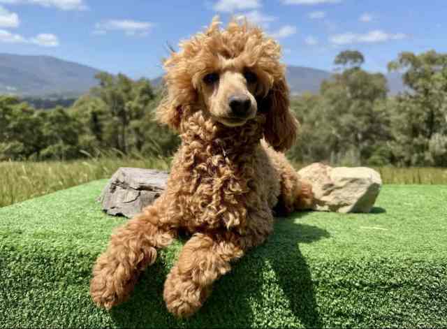 Stunning Ruby Poodle Brothers - House/Toilet Trained - Available Now ...