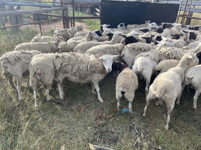 Sheep and goats - Miscellaneous Goods in Coolah NSW | Gumtree Australia