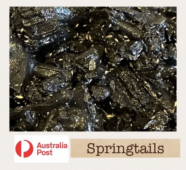 Springtail culture starter pack springtails | Pet Products | Gumtree ...