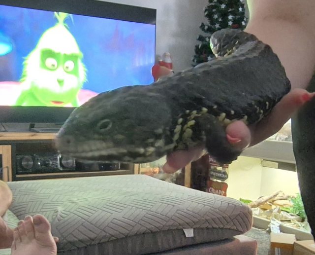 4yr old femaile shingleback and 2m enclosure | Reptiles & Amphibians ...