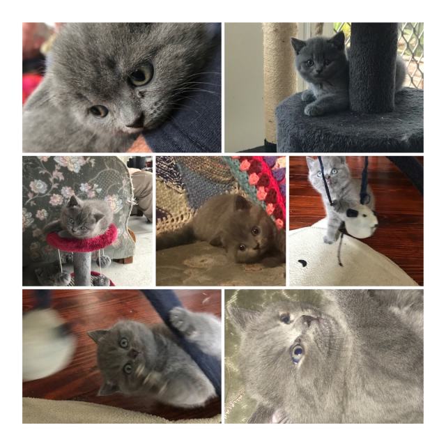 British shorthair purebred ,Can help with travel 1 .Scottish fold ...