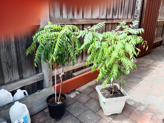 Curry Leaf Trees and other stuff.... - Plants in Oakleigh South VIC ...