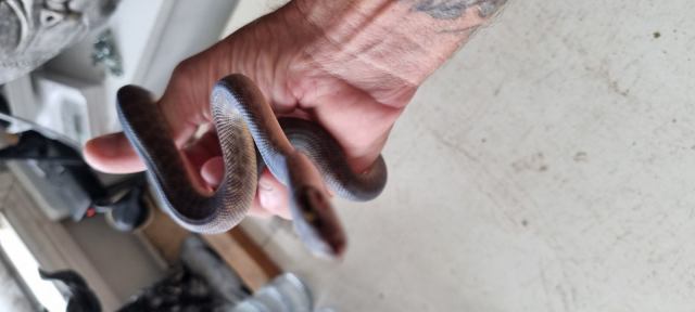 Hatchy & yearling pythons | Reptiles & Amphibians | Gumtree Australia ...