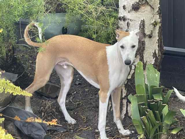 Pure bread Whippet Pup | Dogs & Puppies | Gumtree Australia Casey Area ...
