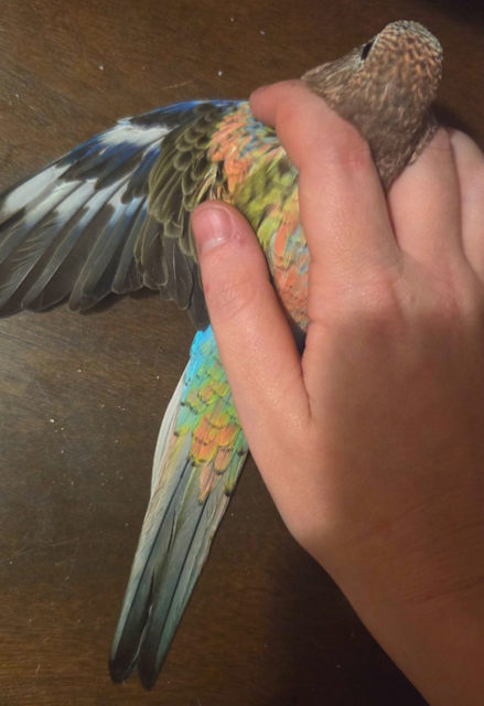 Wanted - Pied, Blue and Rainbow Bourkes | Birds | Gumtree Australia ...