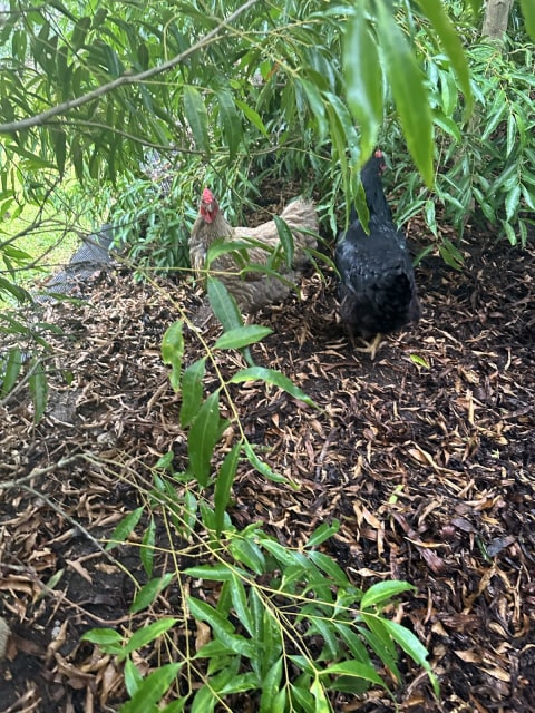 Chicken 3 - Miscellaneous Goods in Palmview QLD | Gumtree Australia