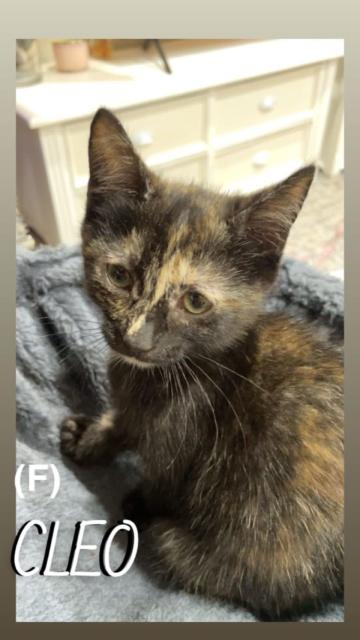 Cleo Rescue Female Kitten | Cats & Kittens | Gumtree Australia Marion ...