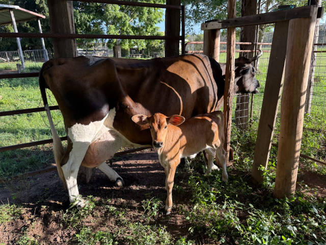 House or Foster Cow | Livestock | Gumtree Australia Bundaberg Surrounds ...