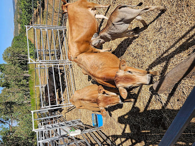 very quiet springing jersey heifers | Livestock | Gumtree Australia ...