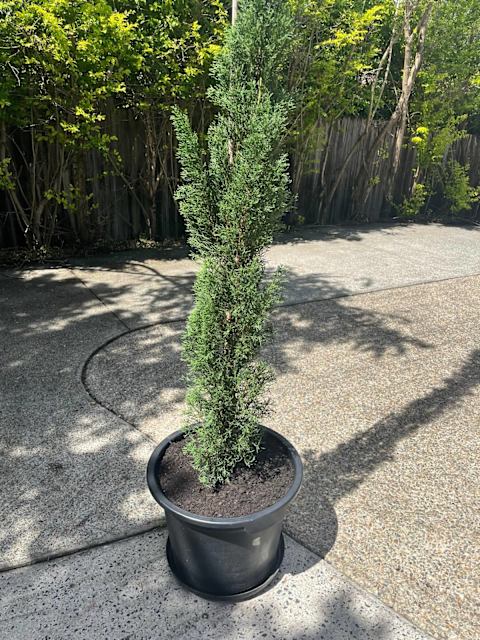 Pencil Pine 3 meters tall ! - Plants in Albany Creek QLD | Gumtree ...