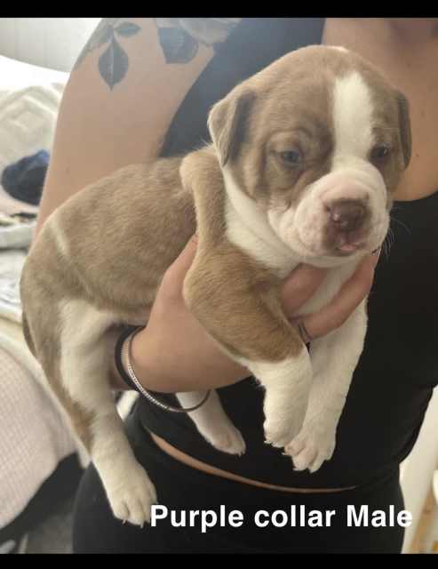 PUREBRED AMERICAN BULLDOG (JOHNSON) | Dogs & Puppies | Gumtree ...