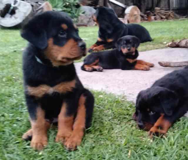 Bob tail Rottweiler Puppies | Dogs & Puppies | Gumtree Australia ...
