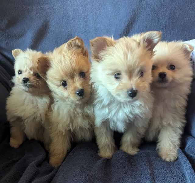 Pomapoos (Toy Poodle x Pomeranian) | Dogs & Puppies | Gumtree Australia ...