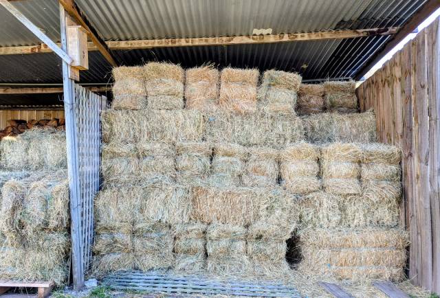 Hay Square Bales | Pet Products | Gumtree Australia West Tamar - Exeter ...