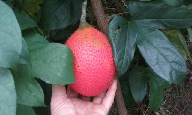 Gac fruit Seeds & Plants- to grow the super food - Plants in Lismore ...