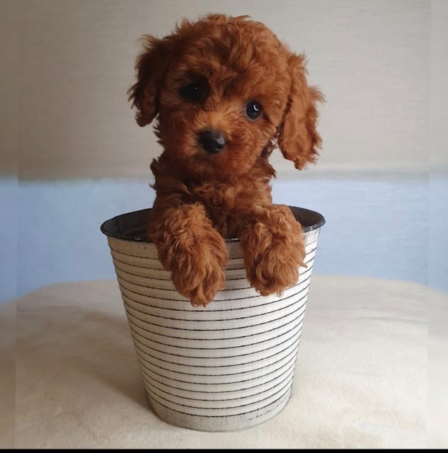 Tiny Teacup Cavoodle Ruby Red (Last Boy) | Dogs & Puppies | Gumtree ...
