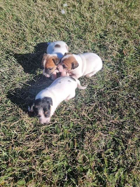 jack Russell x Minnie foxie | Dogs & Puppies | Gumtree Australia ...