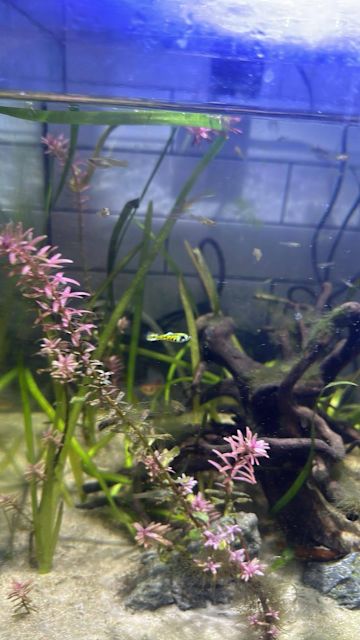 blue opal endlers / tiger endlers | Fish | Gumtree Australia Joondalup ...