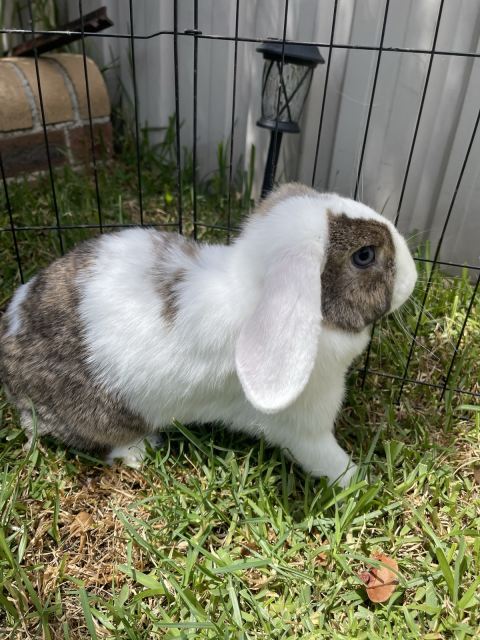 Purebred Mini lop Female Bunnies looking for a new home 🏠 | Rabbits ...