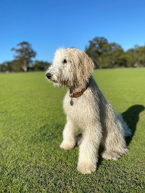 Labradoodle rehoming | Dogs & Puppies | Gumtree Australia Perth City ...