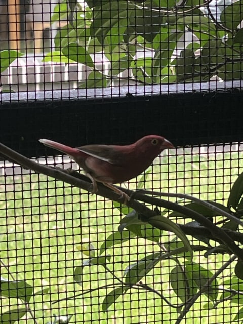 Pied Ruddy Finches | Birds | Gumtree Australia Logan Area - Shailer ...