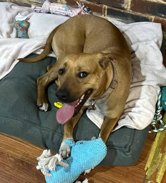 Urgent Rehome gorgeous girl ridgeback X staffy | Dogs & Puppies ...