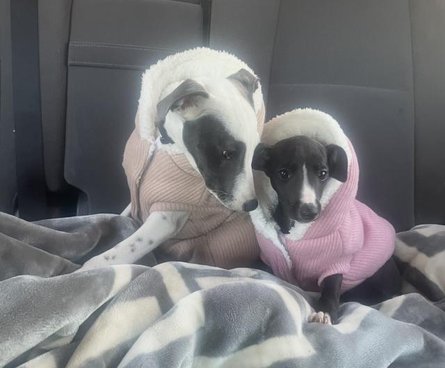 Purebred whippet puppies | Dogs & Puppies | Gumtree Australia Berrigan ...