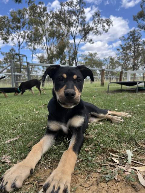 Purebred Kelpie Pup Male | Dogs & Puppies | Gumtree Australia Toowoomba ...