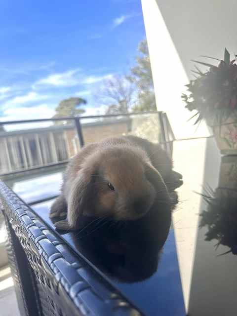 Purebred Mini lop baby rabbits for sale | Rabbits | Gumtree Australia ...