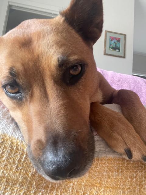 Re-home sweet staffy x | Dogs & Puppies | Gumtree Australia Holdfast ...